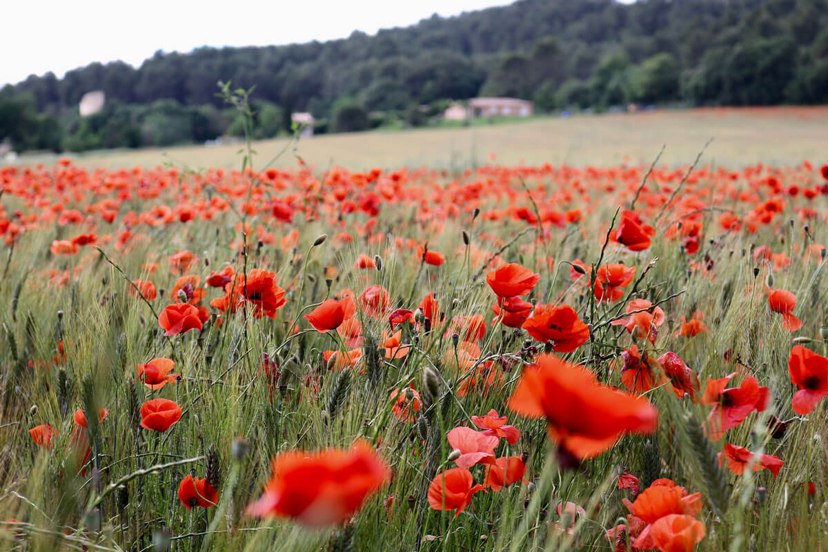 Blogs and research - Funeral Solution Expert